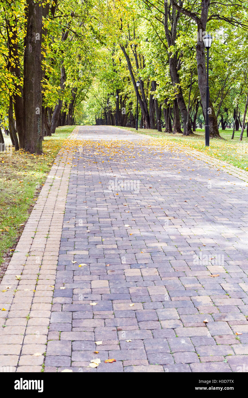 stone pathway with fallen yellow leaves on it and trees in autumnal ...
