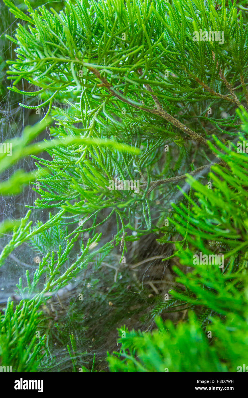 Cobweb on pine branches. The branch of a pine with spider web Stock ...