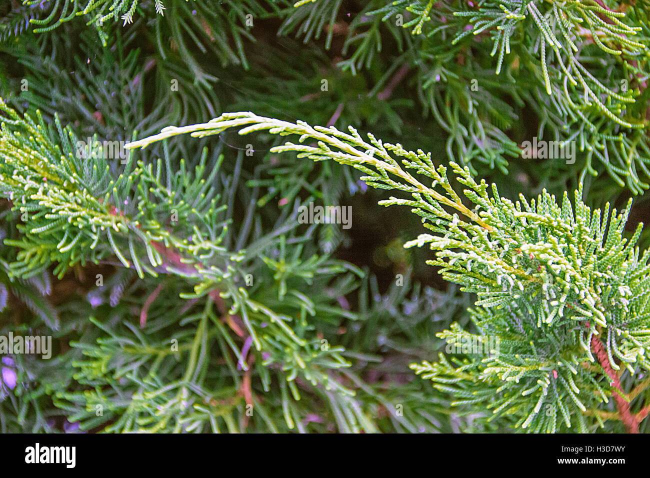green fir tree or pine branches. Macro shot Stock Photo - Alamy