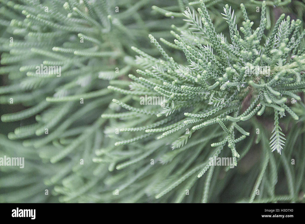 Pine tree macro hi-res stock photography and images - Alamy
