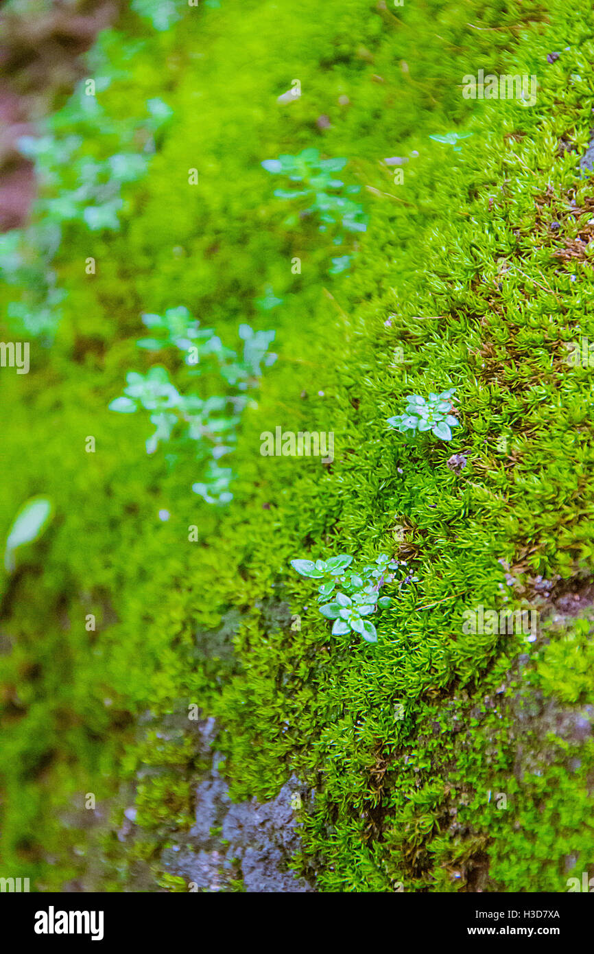 Green Mos On Dirty Concrete, Green mos background, Stone With Green Mos ...