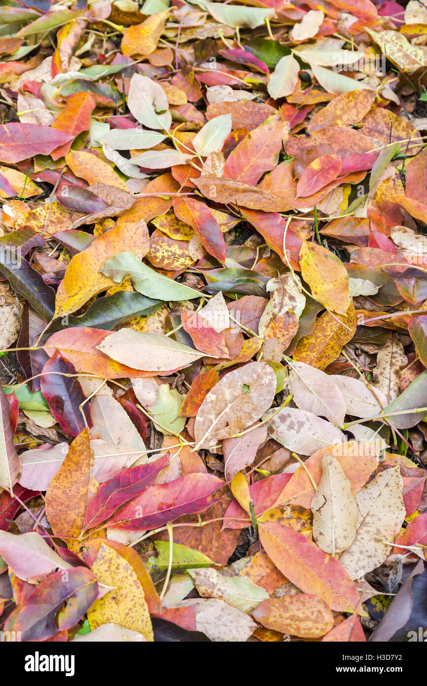 Fall ground hi-res stock photography and images - Alamy