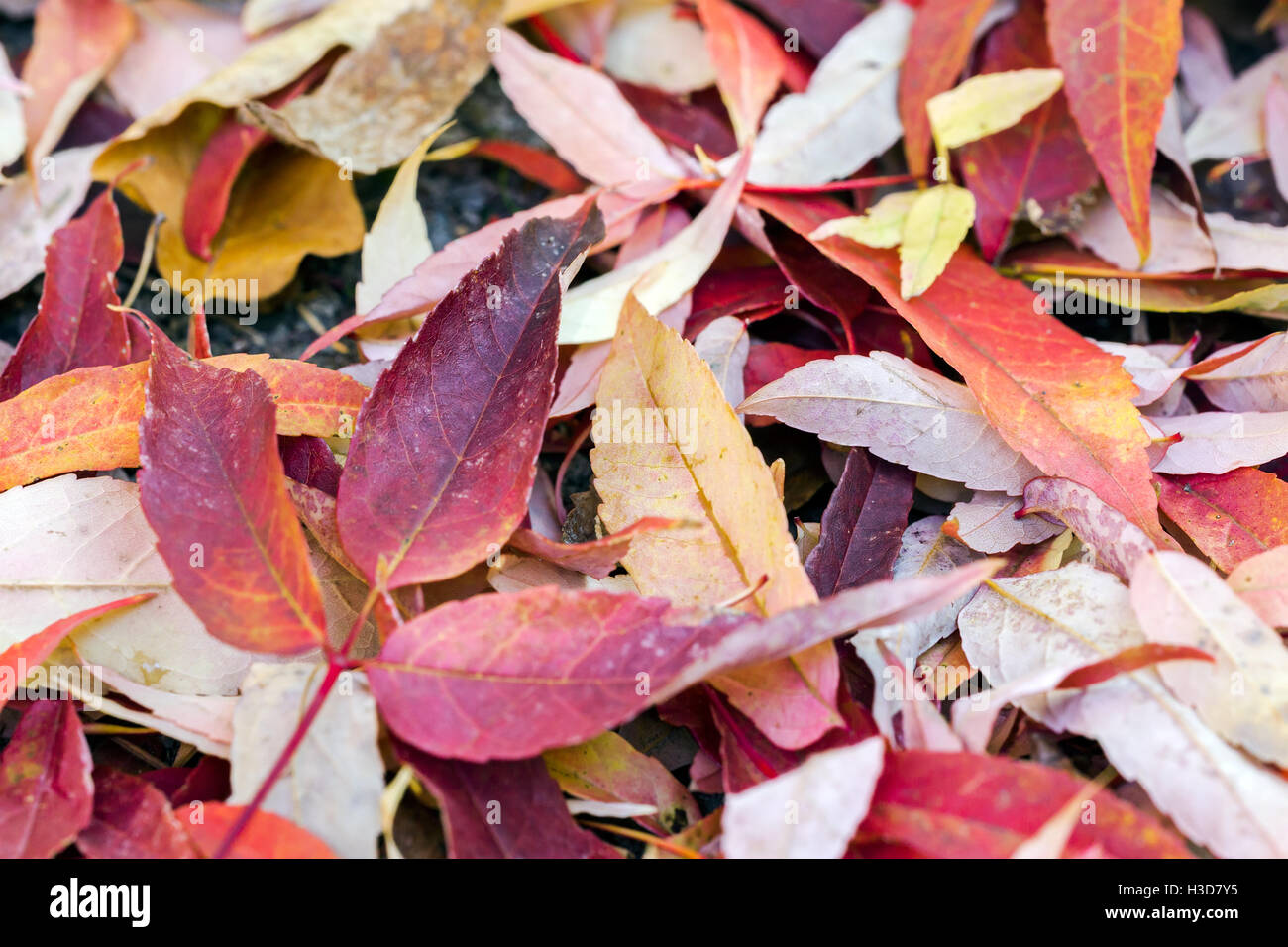 red fallen foliage of beech trees on ground. autumn in park Stock Photo ...