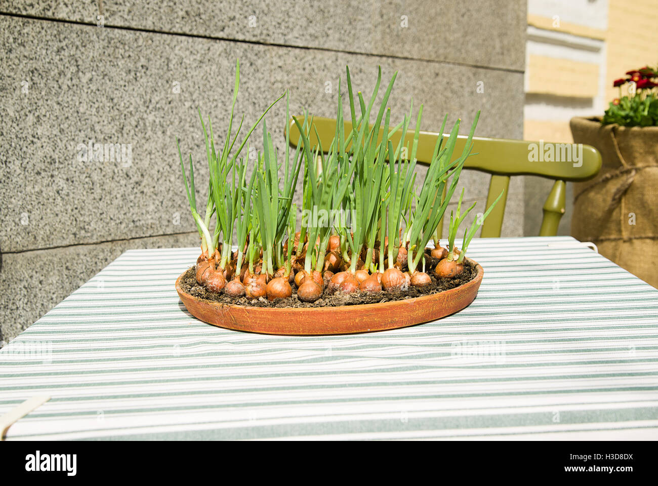 Growing table hi-res stock photography and images - Alamy