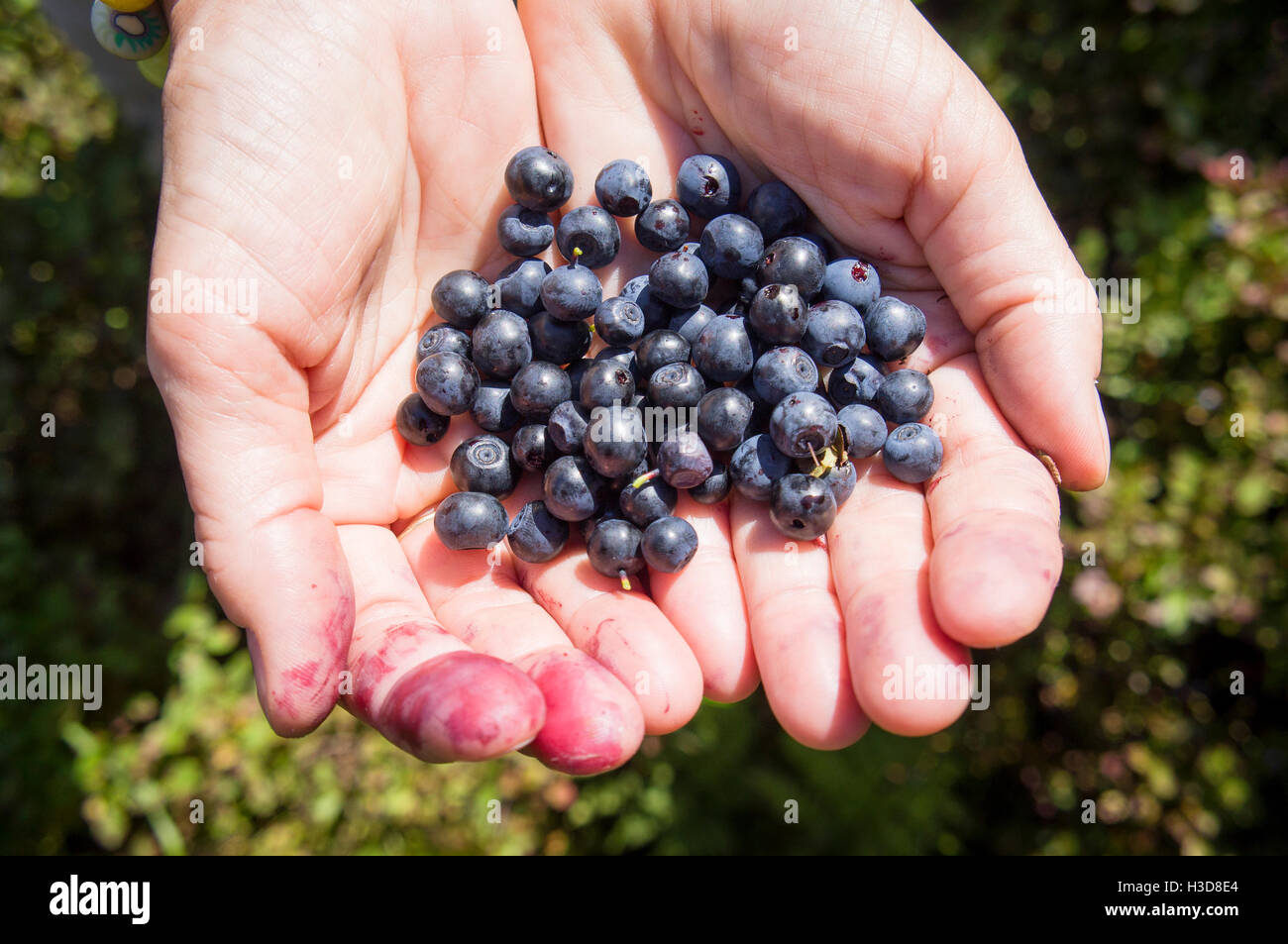 handful of blueberries, picking, bilberry, whortleberry or European ...
