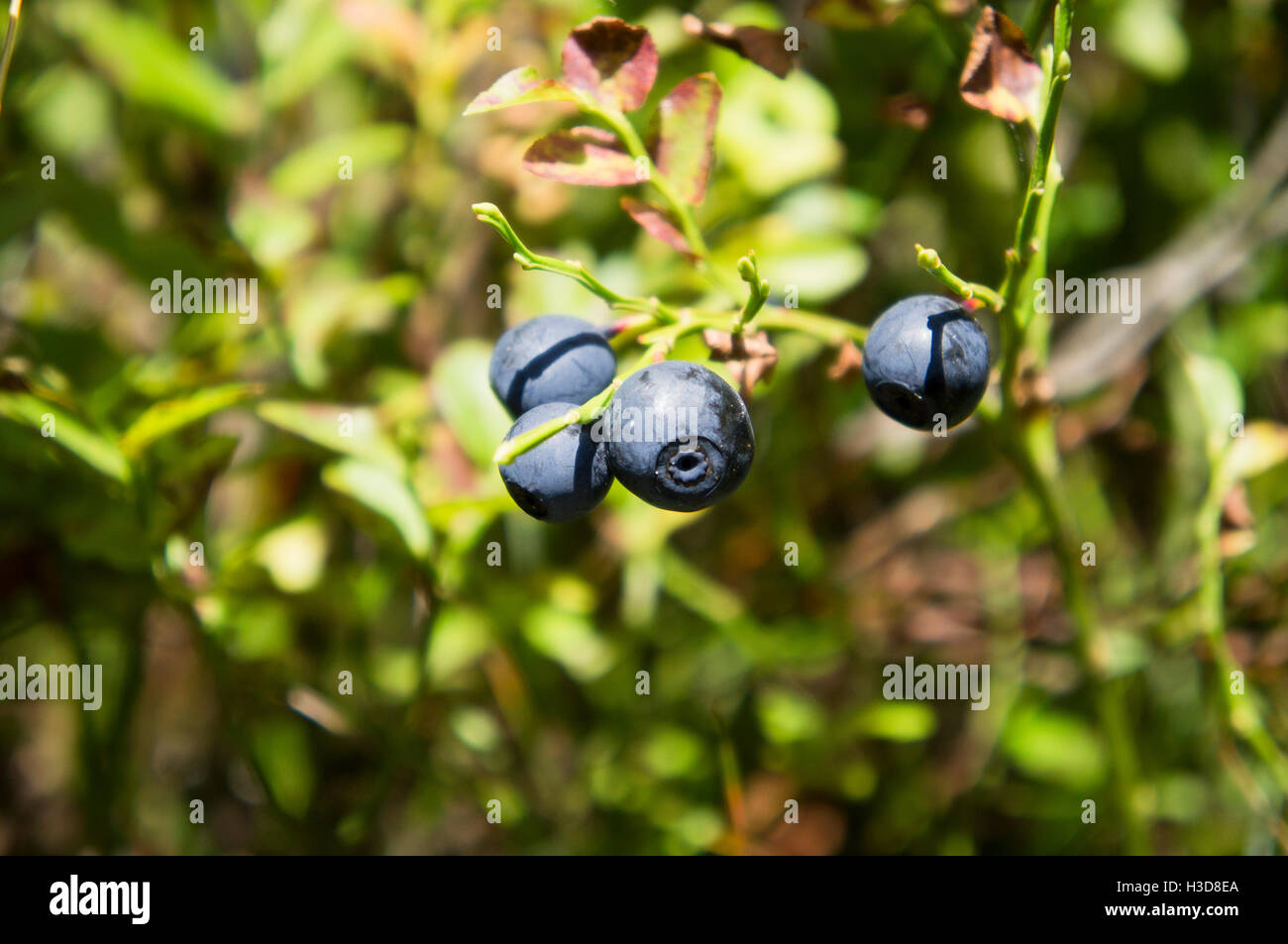 bilberry, whortleberry or European blueberry, Vaccinium myrtillus Stock ...