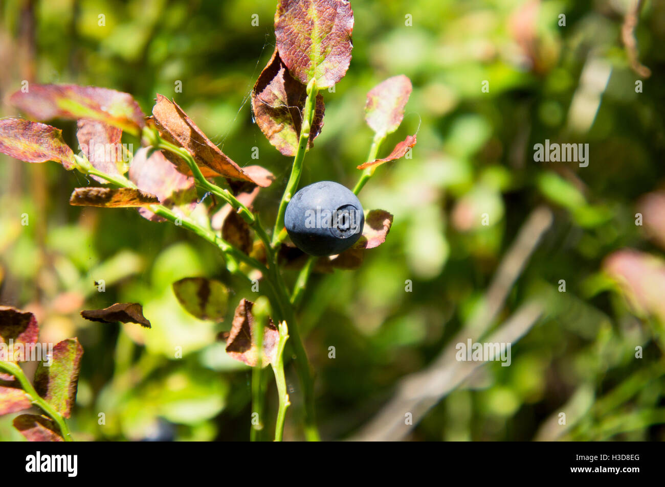 bilberry, whortleberry or European blueberry, Vaccinium myrtillus Stock ...
