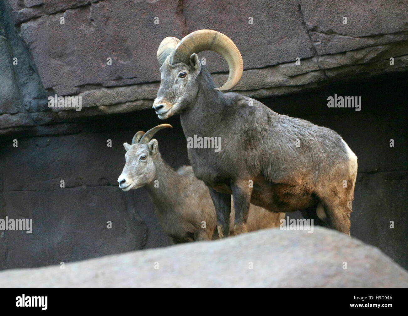 Male and female North American Bighorn sheep (Ovis canadensis Stock ...