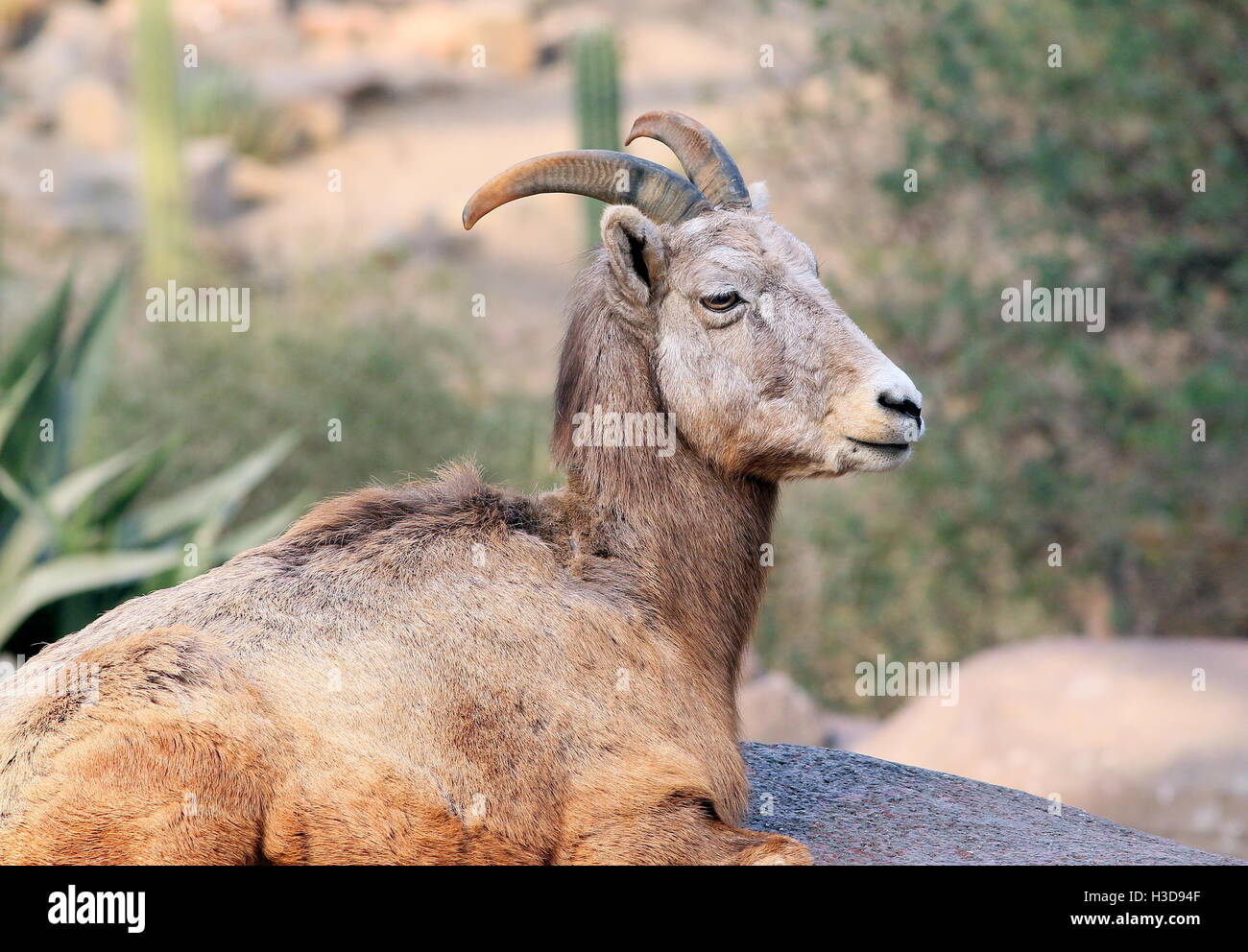 Resting female North American Bighorn sheep (Ovis canadensis Stock ...