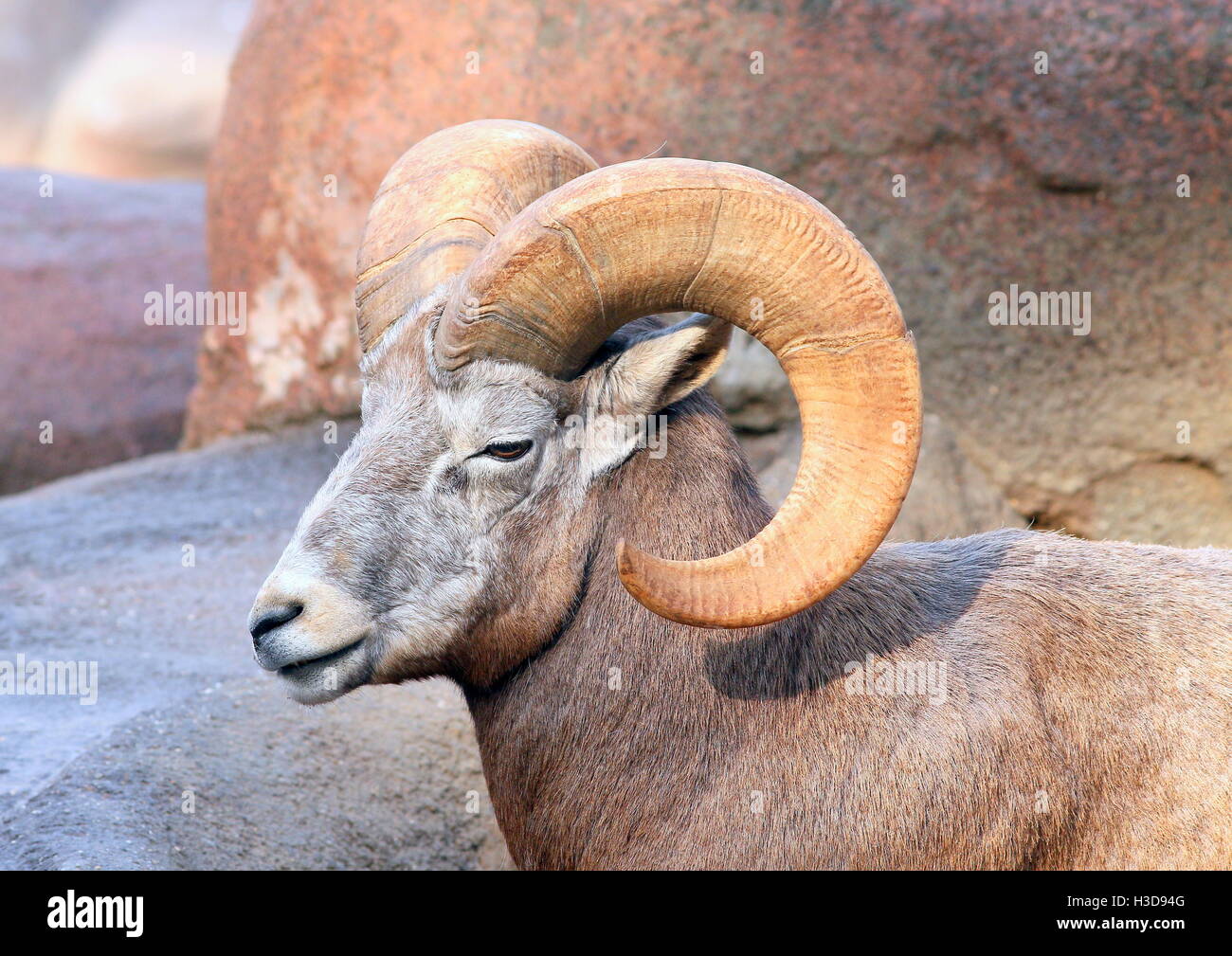 Carnero de borrego cimarrón hi-res stock photography and images - Alamy