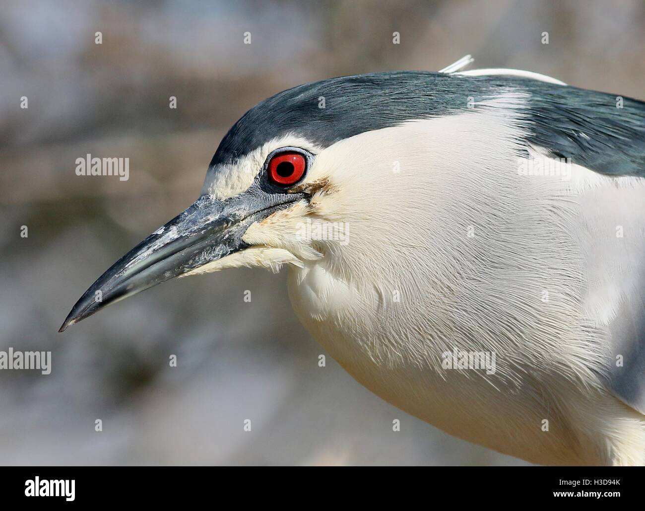 Mature Black-crowned night heron (Nycticorax nycticorax Stock Photo - Alamy