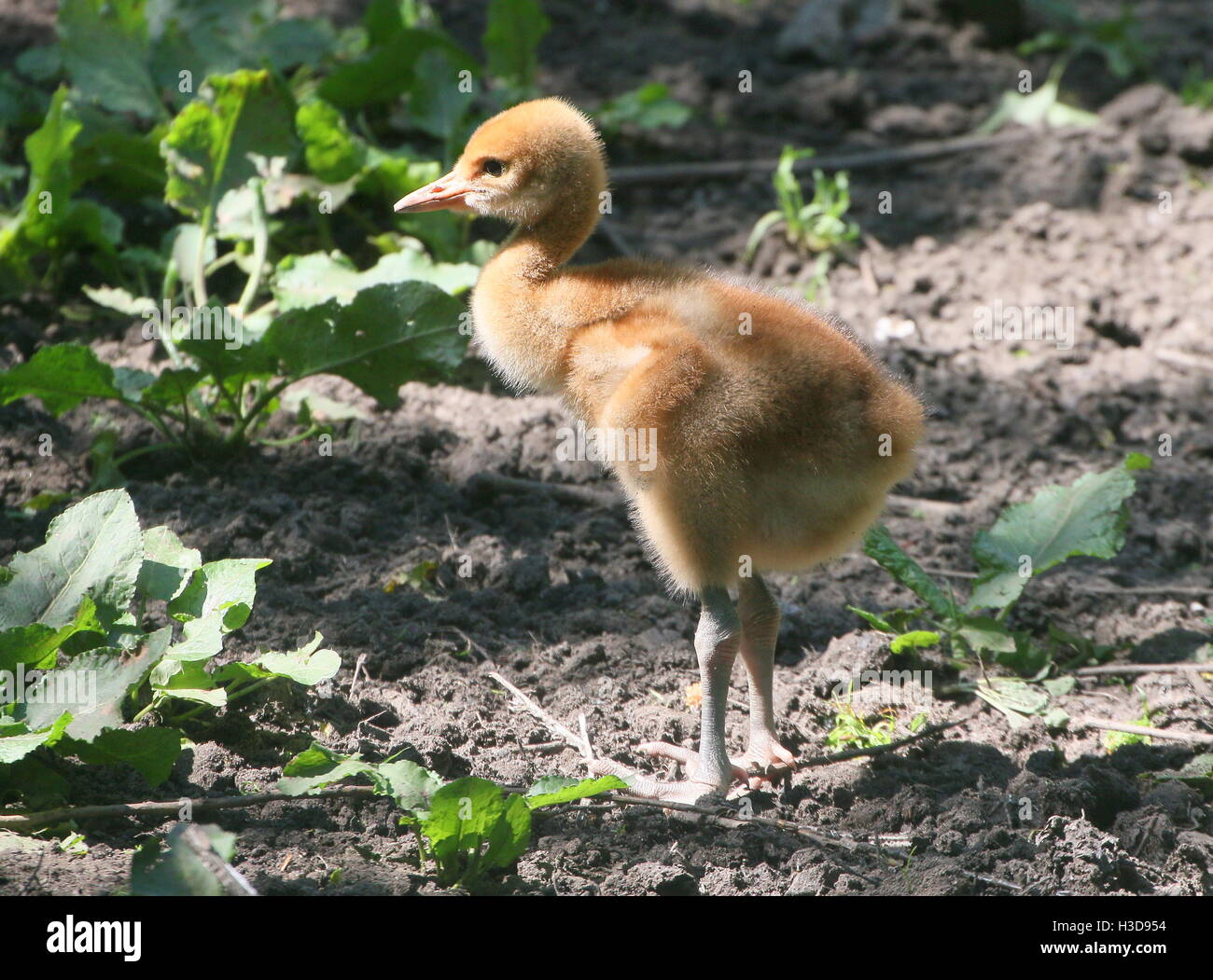 Red Crowned Crane Baby