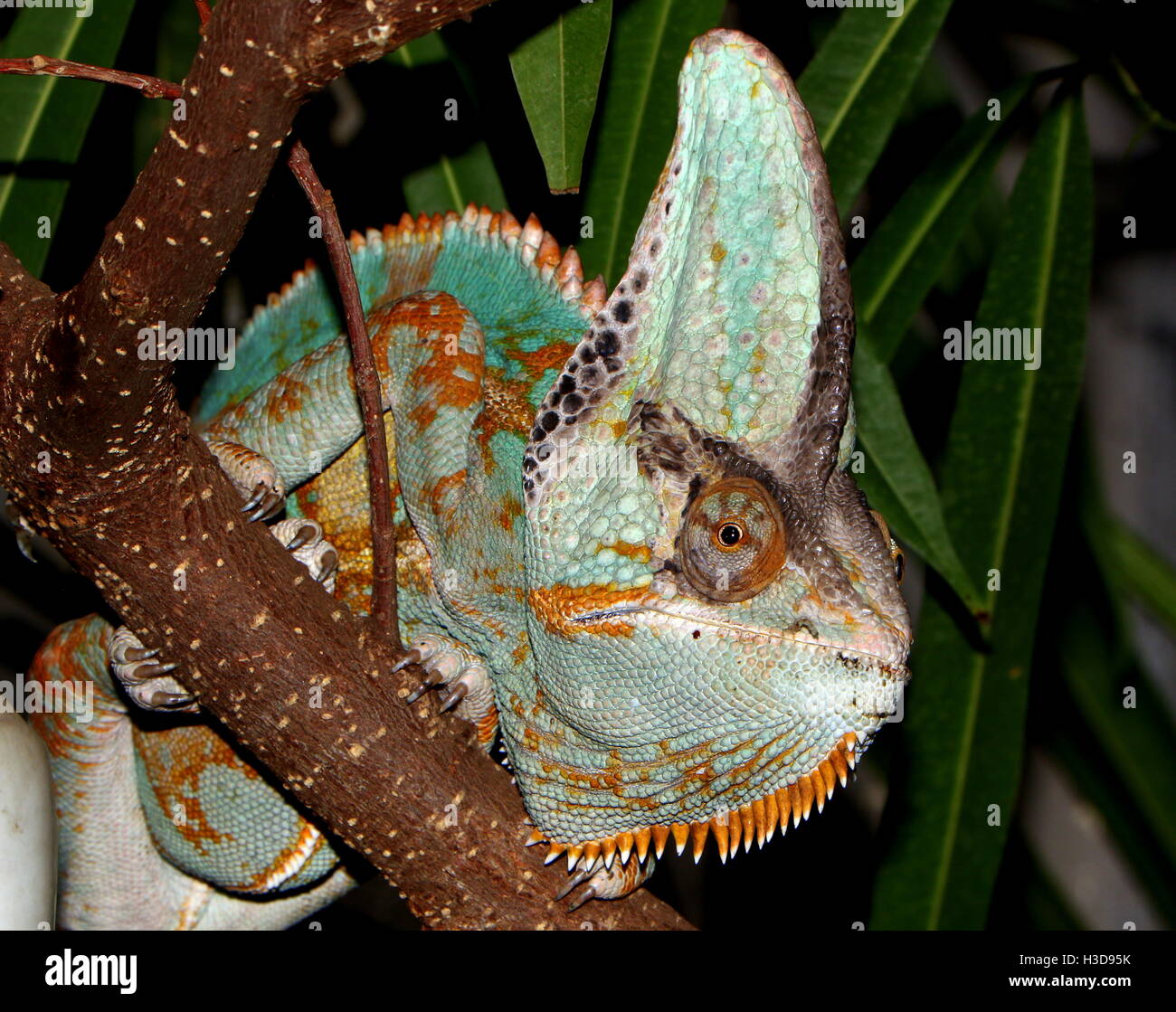 Yemen Veiled chameleon (Chamaeleo calyptratus), also Cone Head ...
