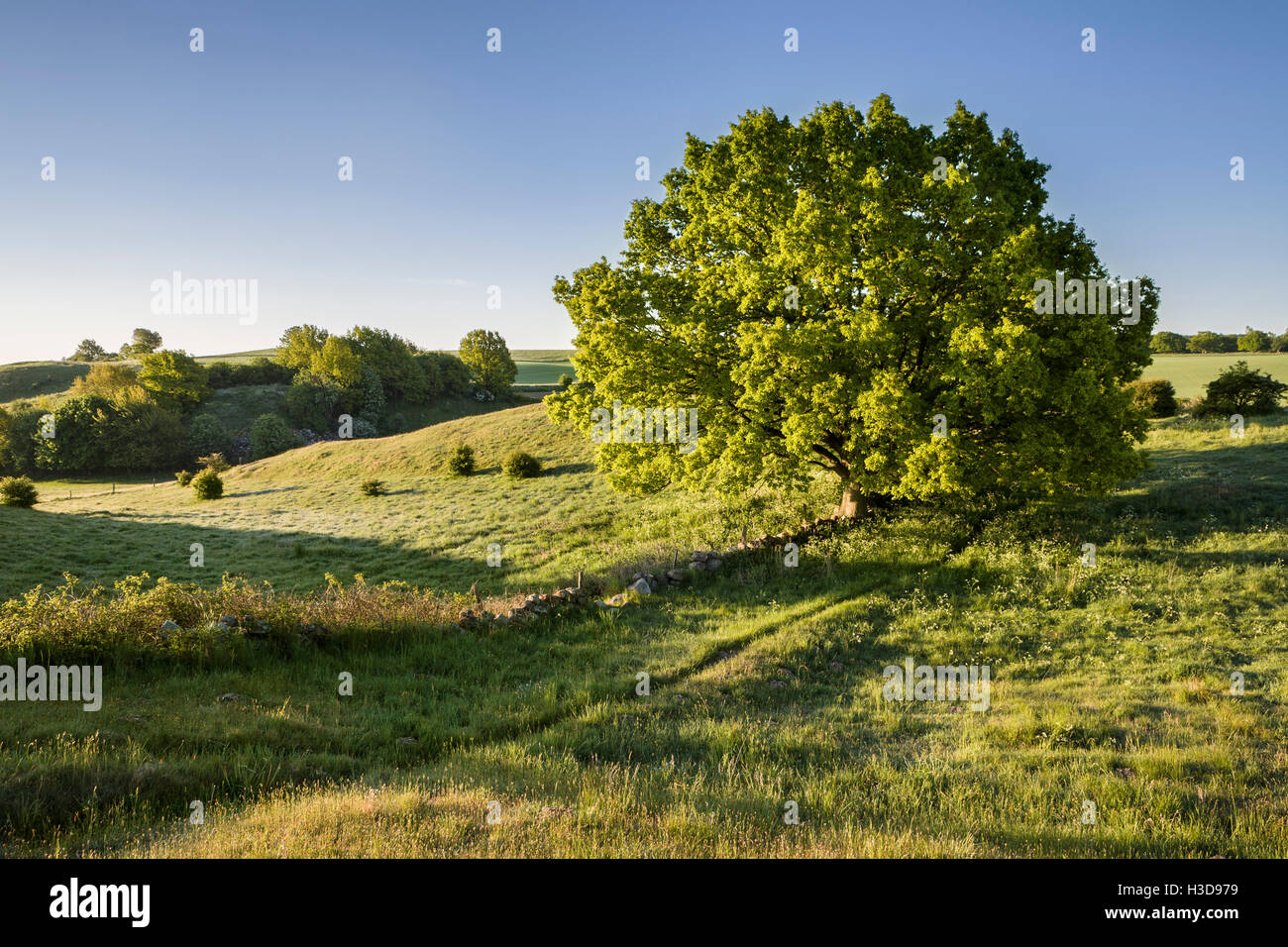 Scania nature hi-res stock photography and images - Alamy