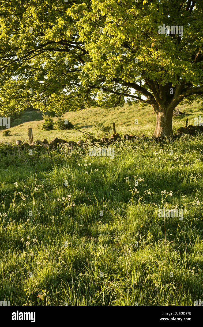 Oak tree in a beautiful pastoral landscape at the Hills of Brosarp ...