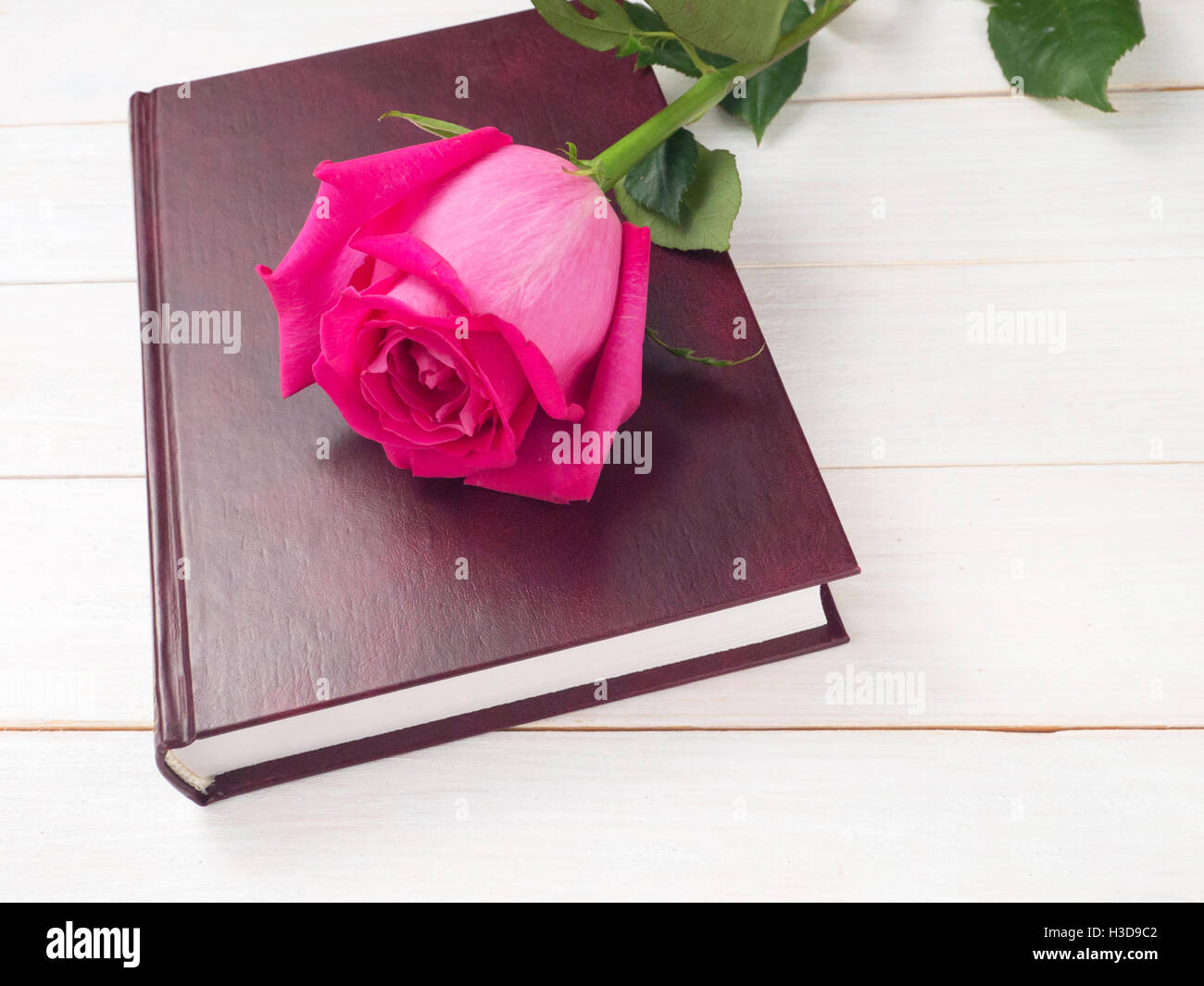 Pink rose on the book Stock Photo - Alamy