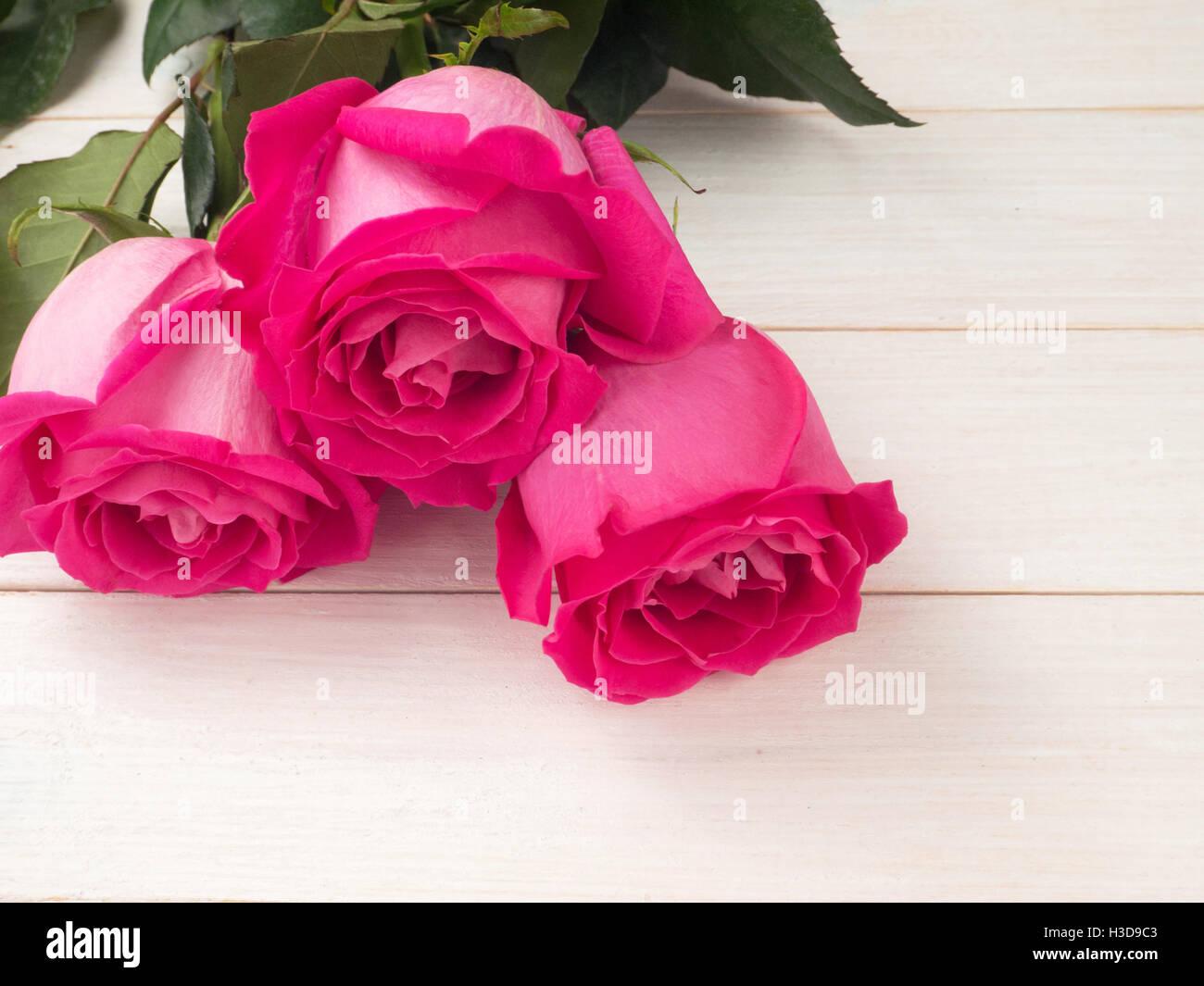 Three hybrid tea roses on the planks background Stock Photo - Alamy