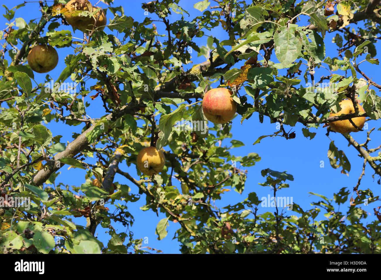 Apples on an apple tree branch against the blue sky. In the Kraichgau ...