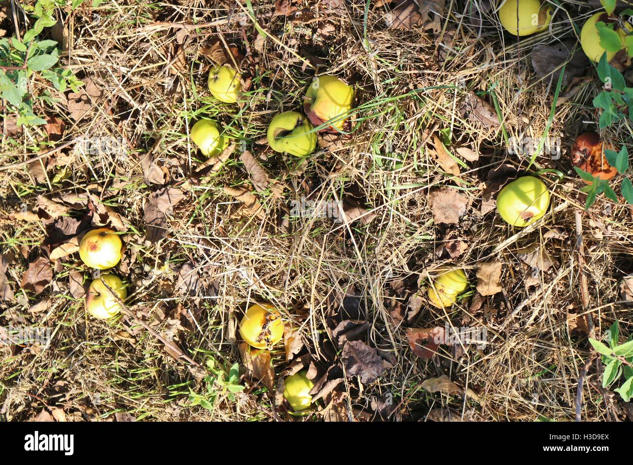 Fallen Fruit High Resolution Stock Photography and Images - Alamy