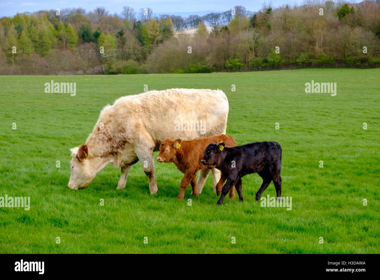 Three cows, mixed colours of white, brown and black Stock Photo - Alamy