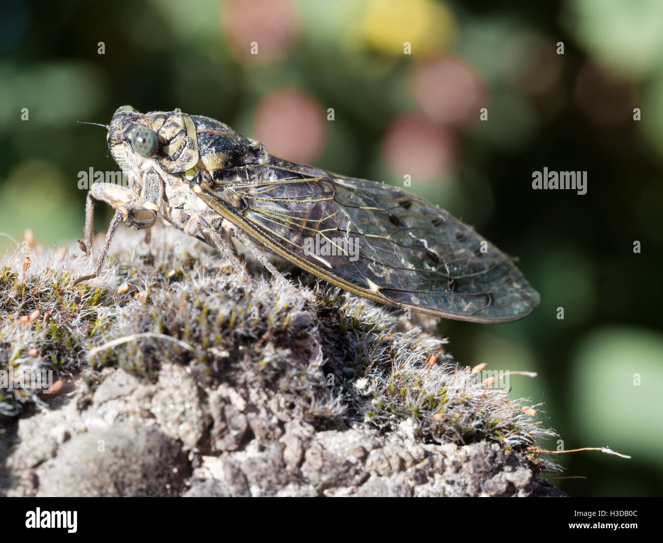 Great detail hi-res stock photography and images - Alamy