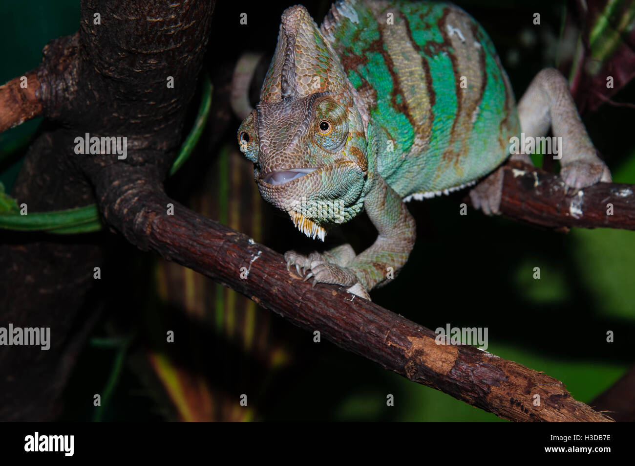 Chameleons Yemeni or Chamaeleo calyptratus species of lizard from the ...