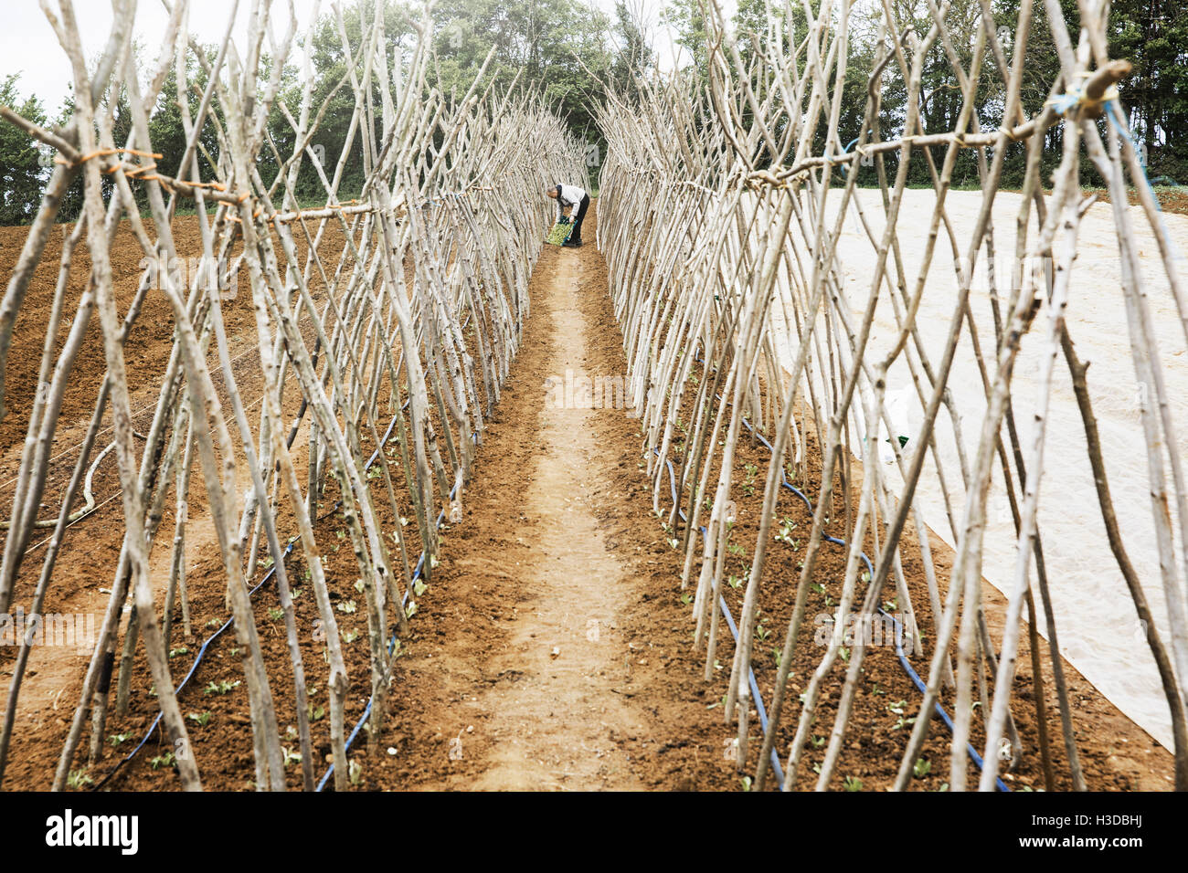 Bean pole hi-res stock photography and images - Alamy