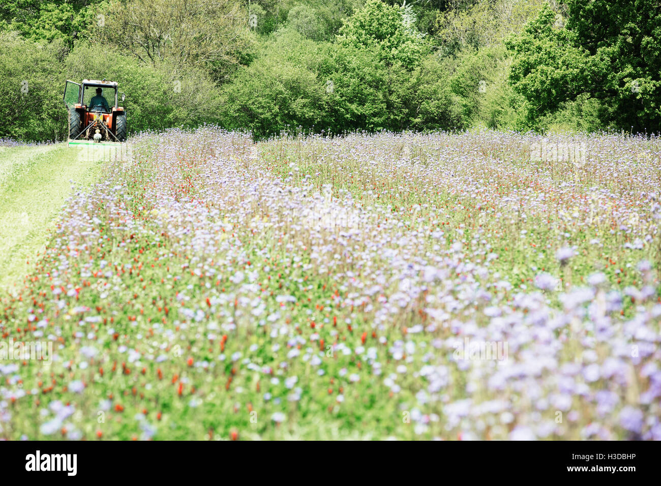 A tractor cutting a swathe through tall grasses and flowers in a field ...