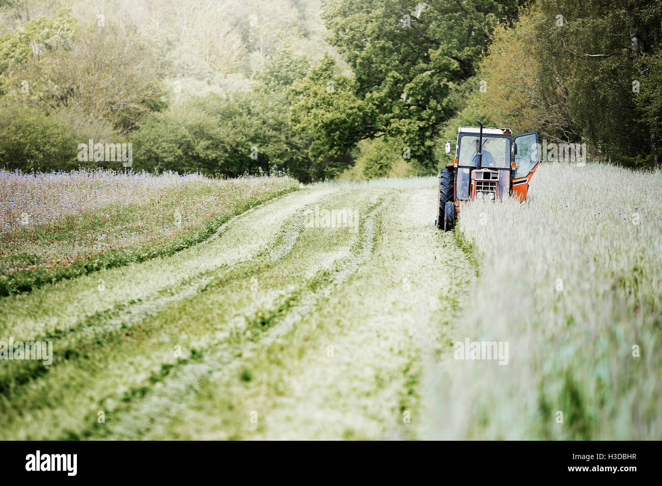 Tall grasses and flowers hi-res stock photography and images - Alamy