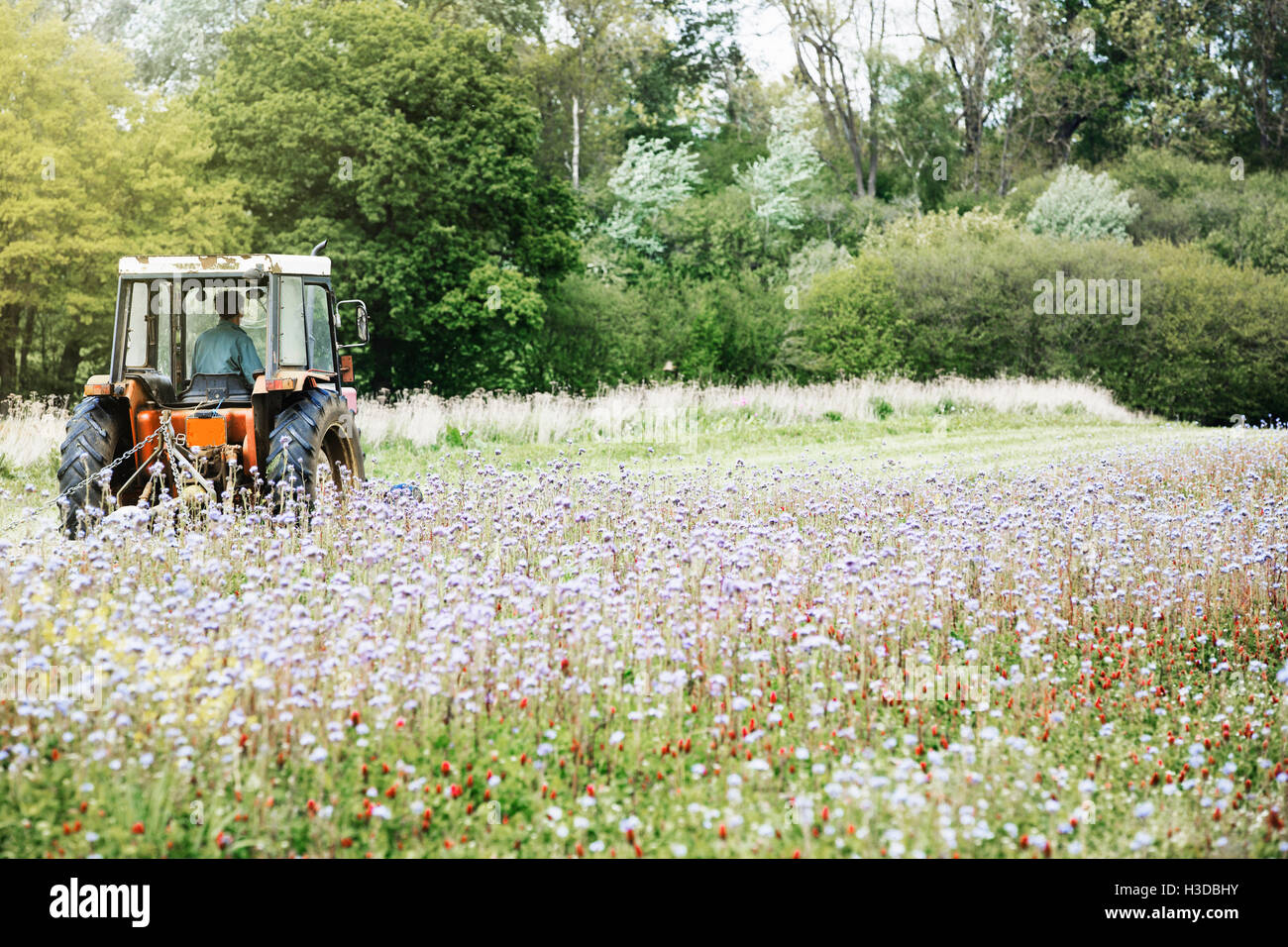 Tall grasses and flowers hi-res stock photography and images - Alamy