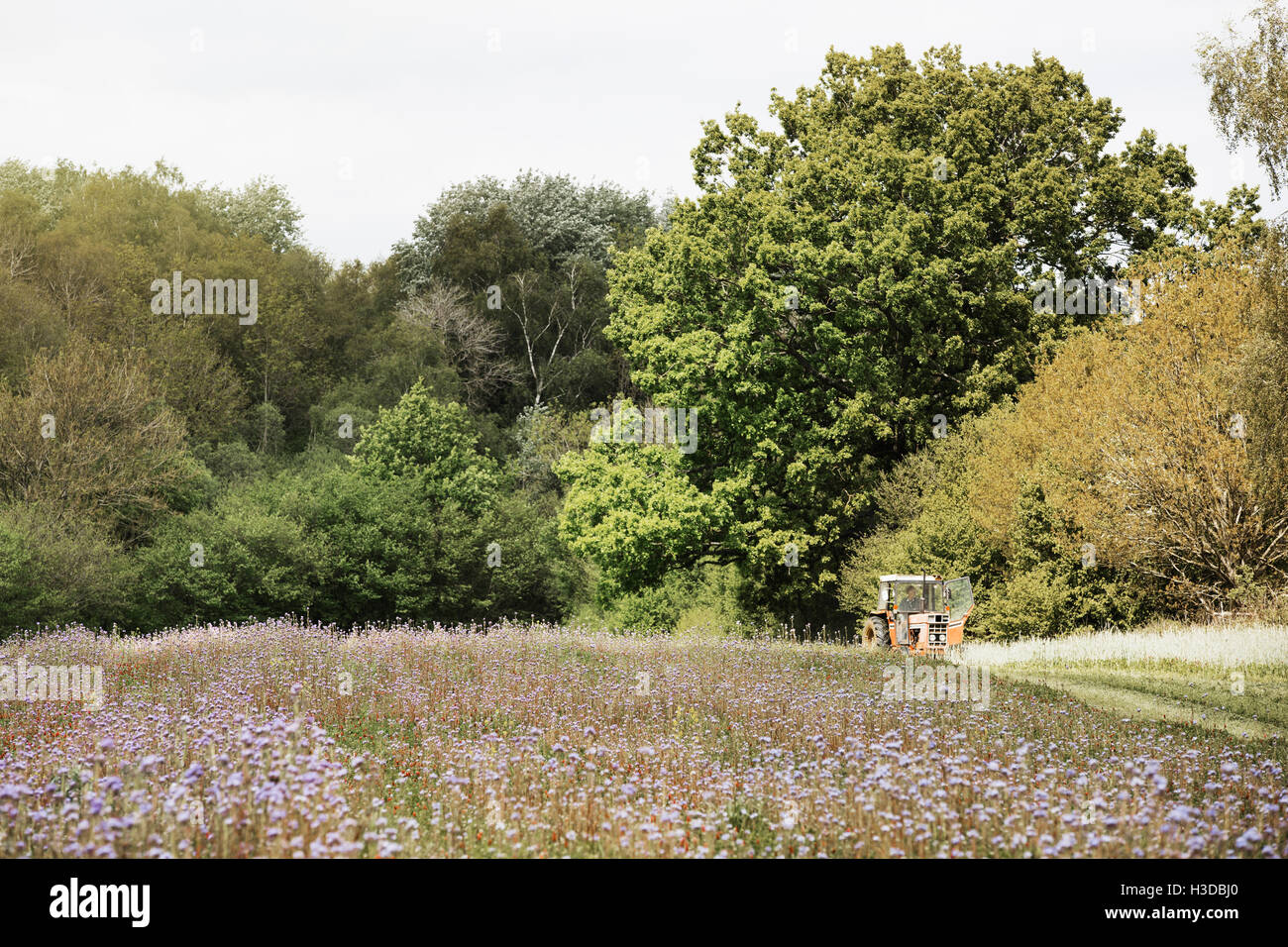 A tractor cutting a swathe through tall grasses and flowers in a field ...