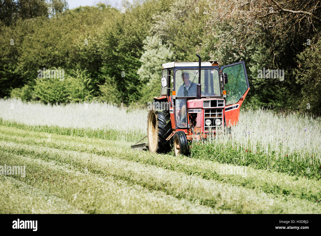 A tractor cutting a swathe through tall grasses and flowers in a field ...