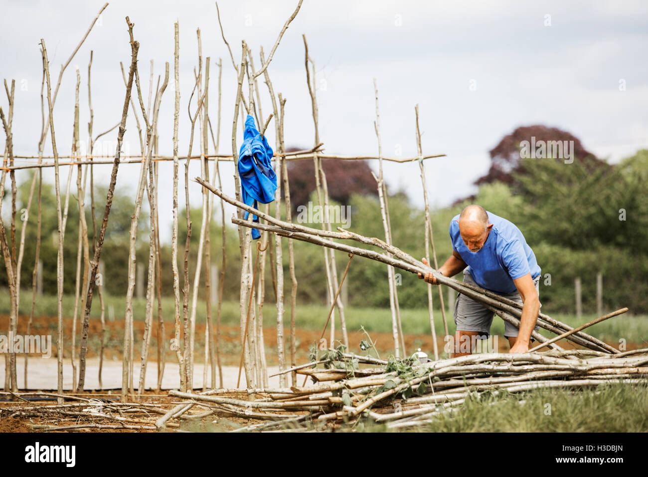 A man making a frame of pea sticks for growing vegetables in an organic ...