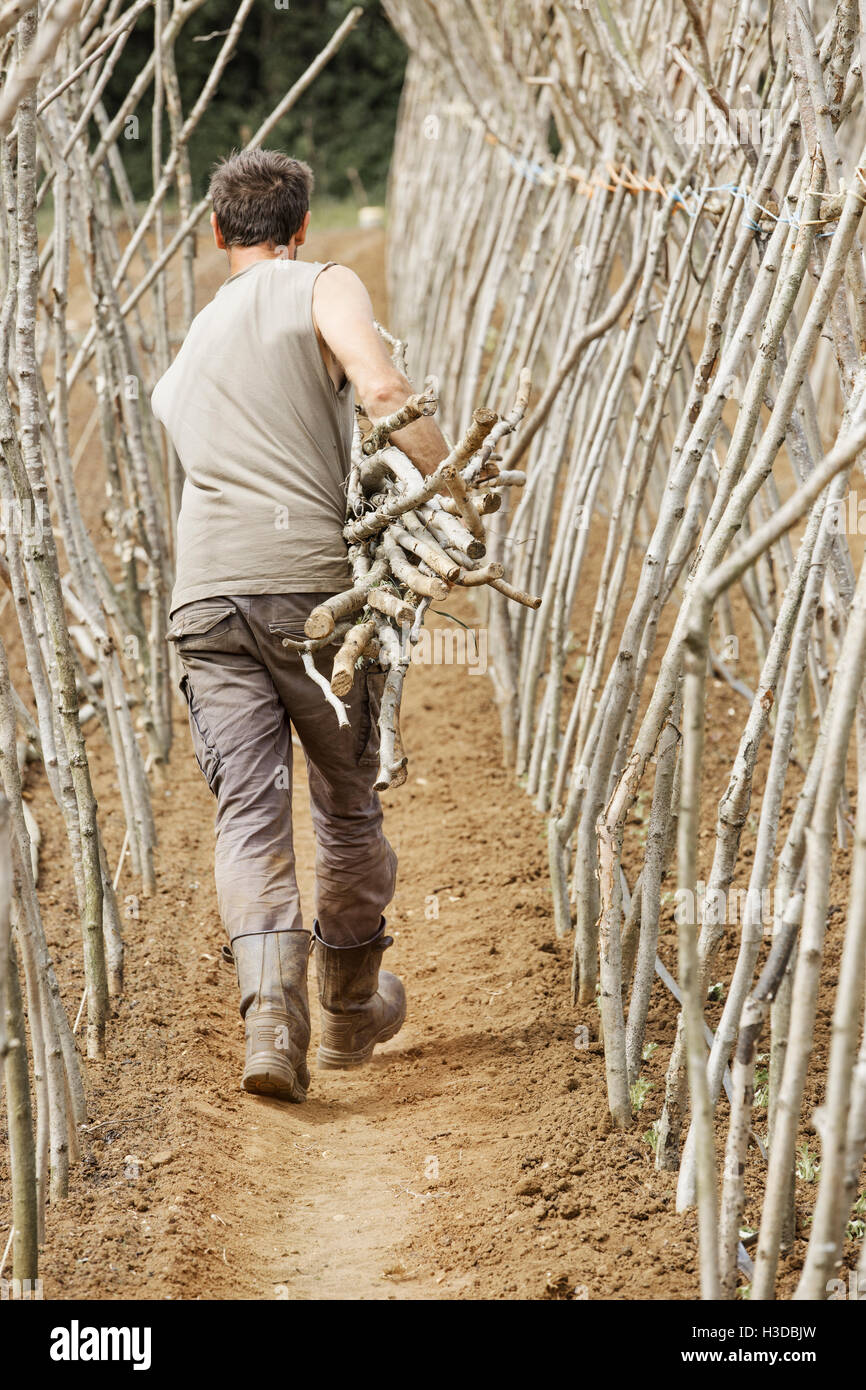 Pea man High Resolution Stock Photography and Images - Alamy