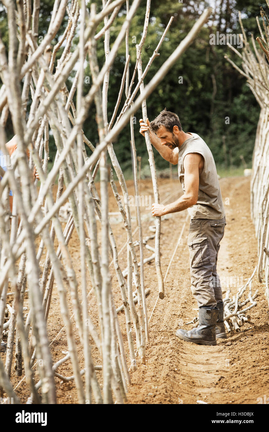 A man making a framework from pea sticks for growing vegetables in an ...