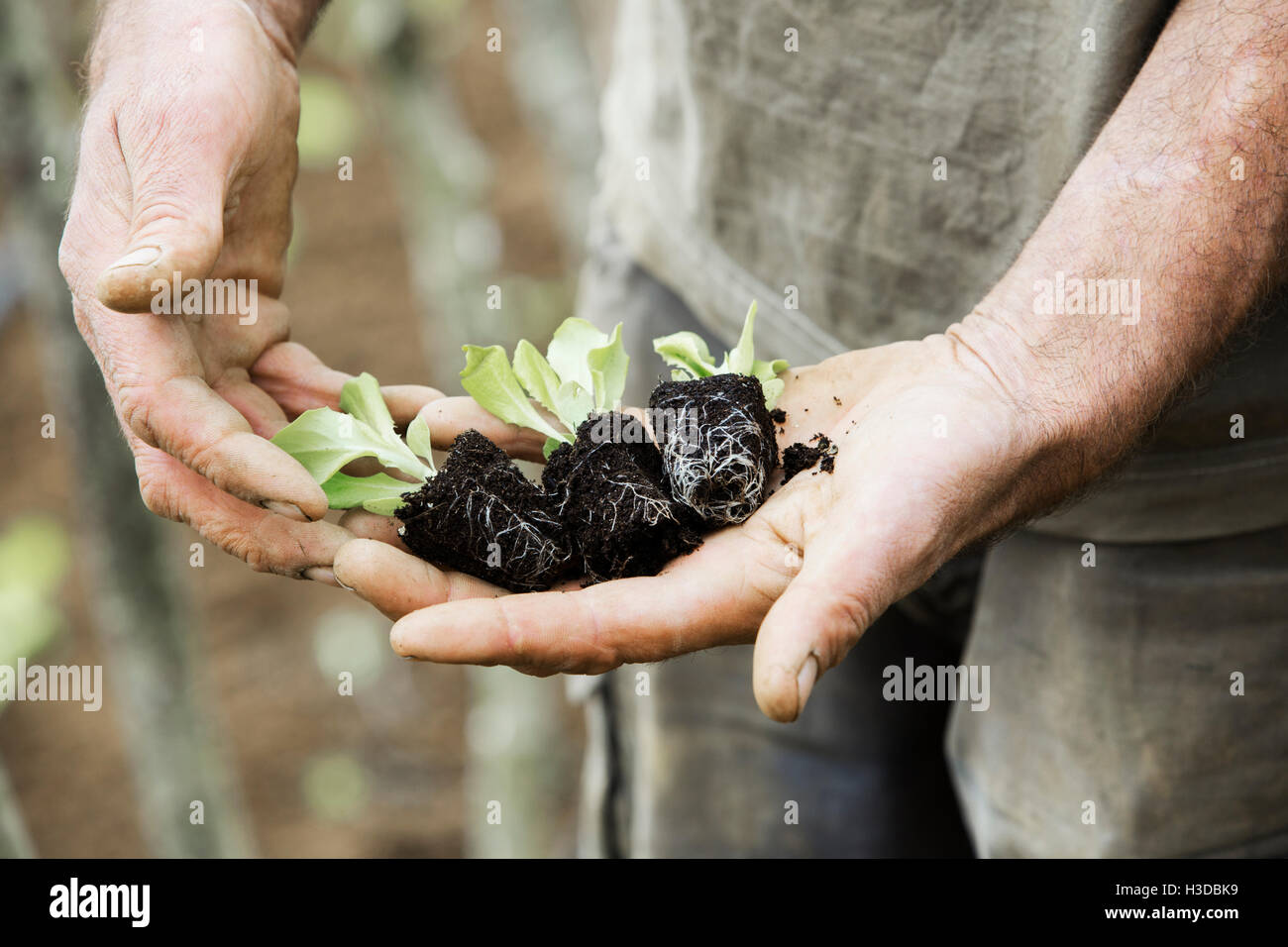 A person holding seedlings with developing root systems in plugs, ready ...
