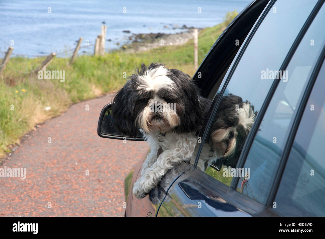 Lhasa apso dog hanging out a car window Stock Photo - Alamy
