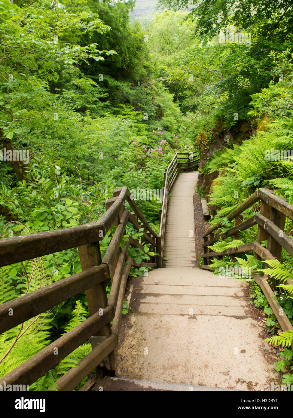 Wooden walkway Glenariff forest park Ireland Stock Photo - Alamy