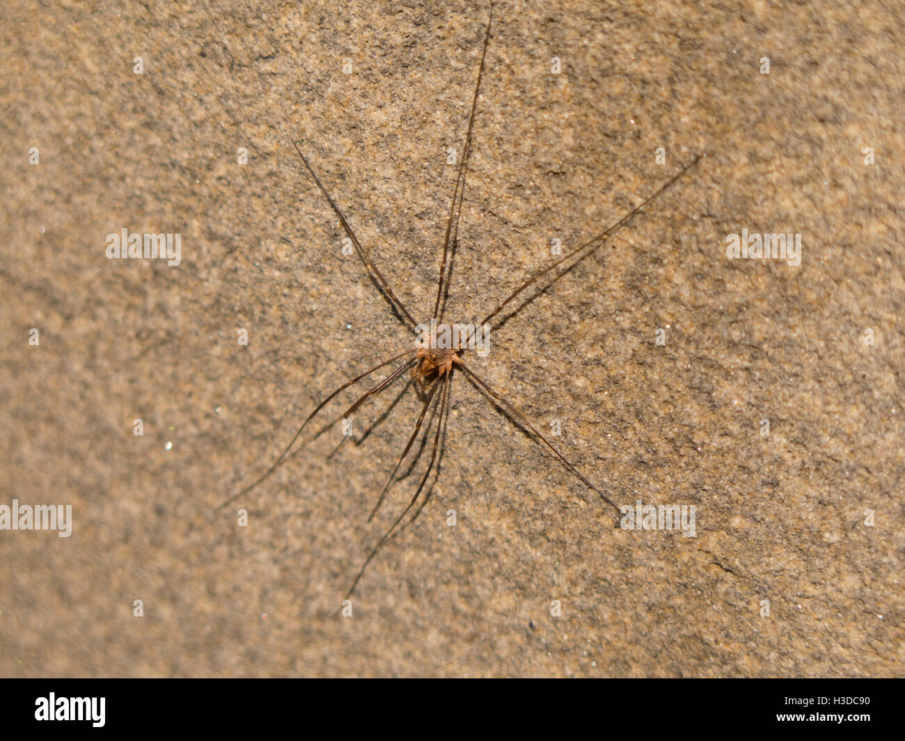 Female harvesters hi-res stock photography and images - Alamy