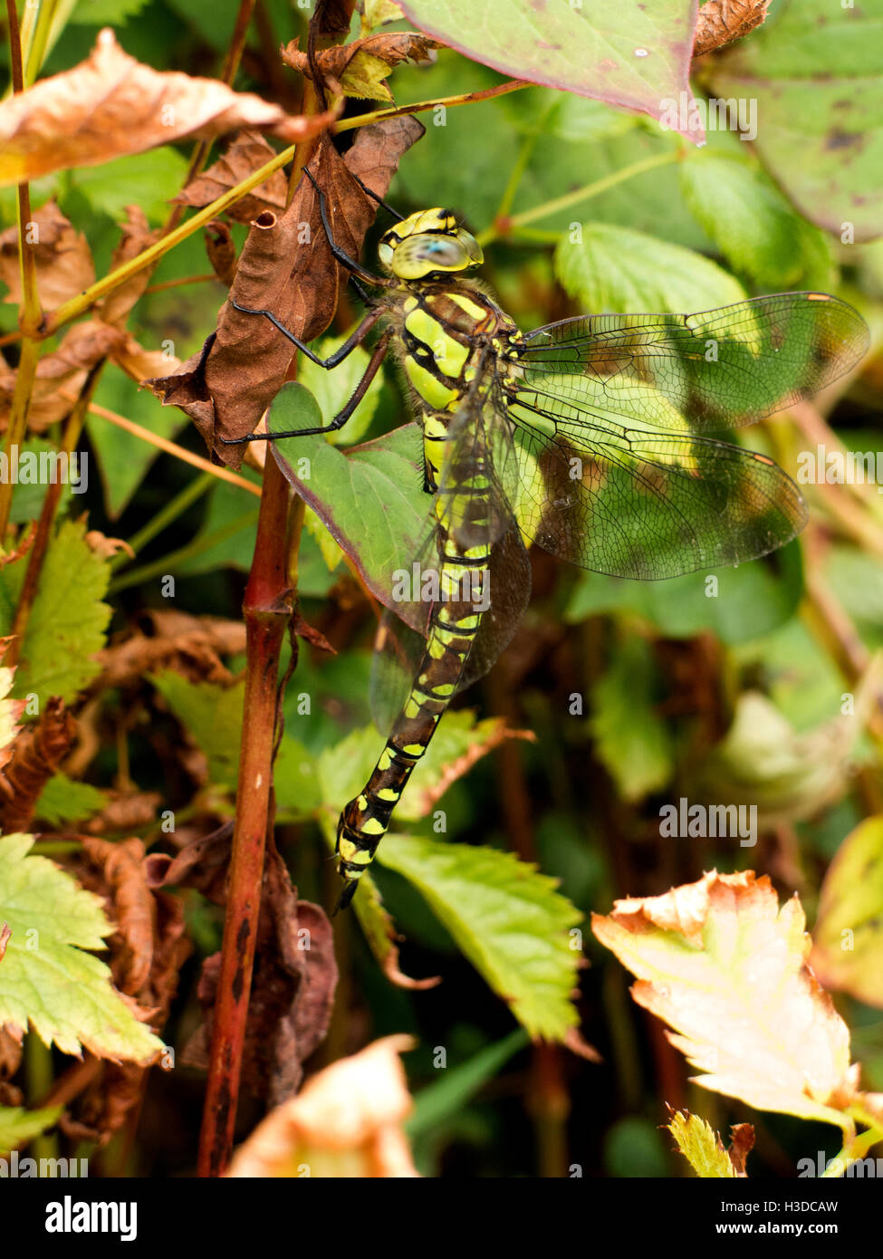 Female common hawker dragonfly hi-res stock photography and images - Alamy