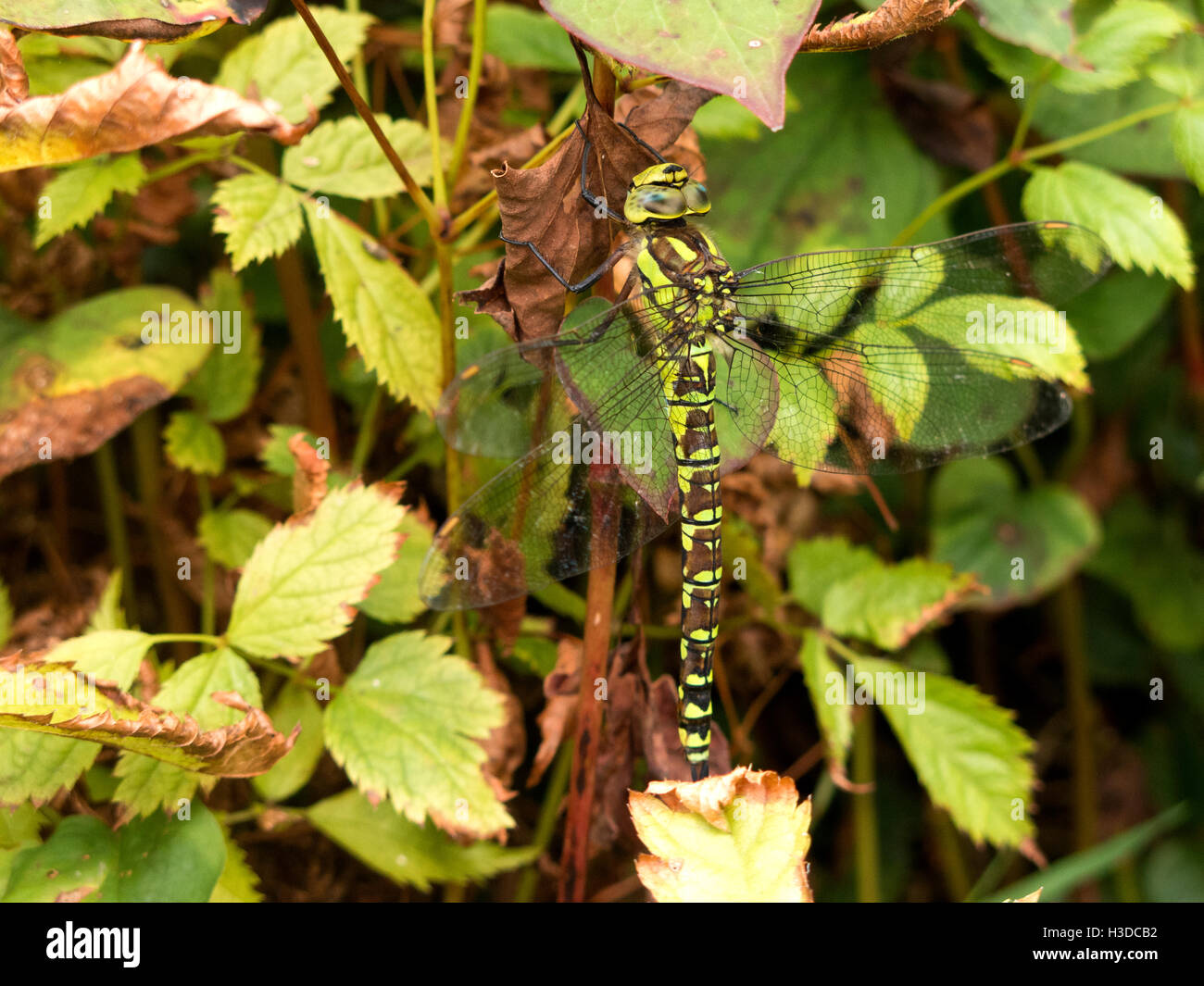 Common Hawker Dragonfly female Stock Photo - Alamy