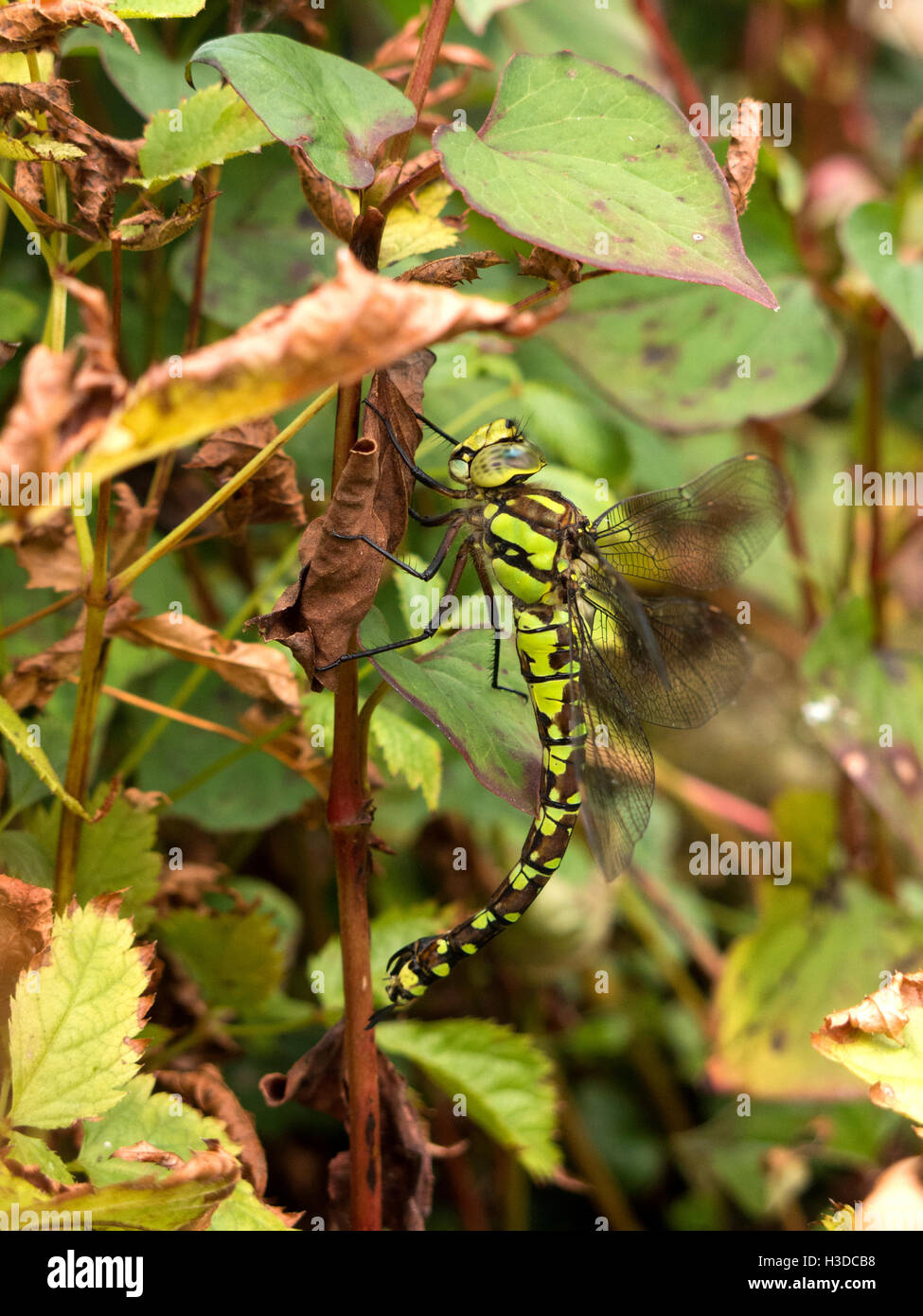 Common Hawker Dragonfly female Stock Photo - Alamy