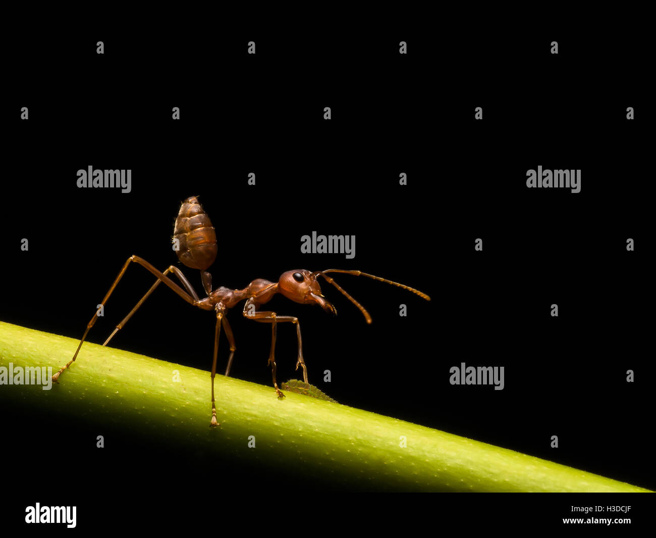 Ants's world in the big world in black background Stock Photo - Alamy