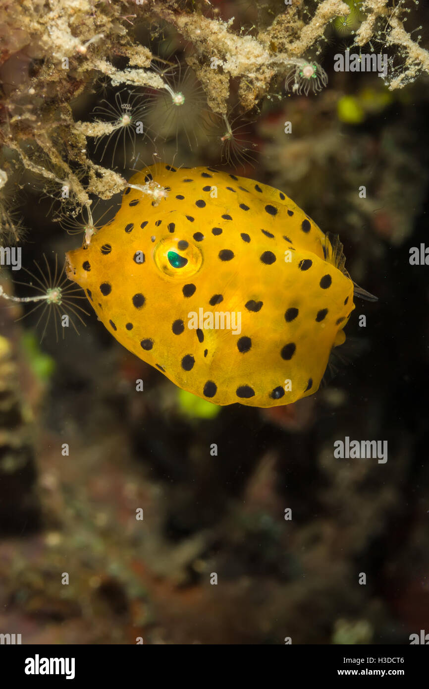 Underwater picture of Yellow Box Fish Stock Photo - Alamy