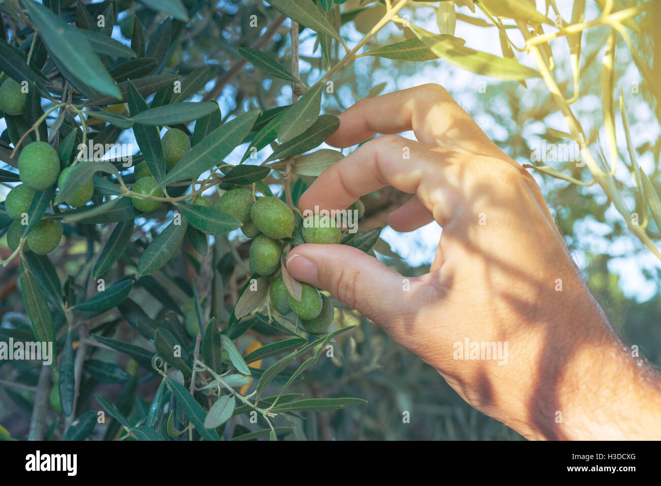 Farmer hand picking fresh green olive fruit from tree branch in the ...