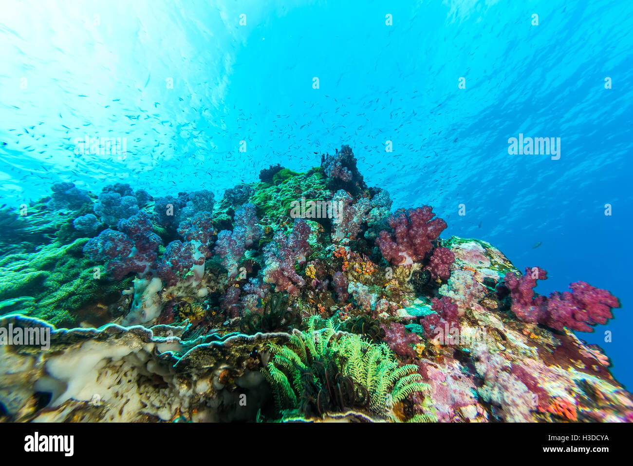 Underwater picture of colorful coral reef Stock Photo - Alamy