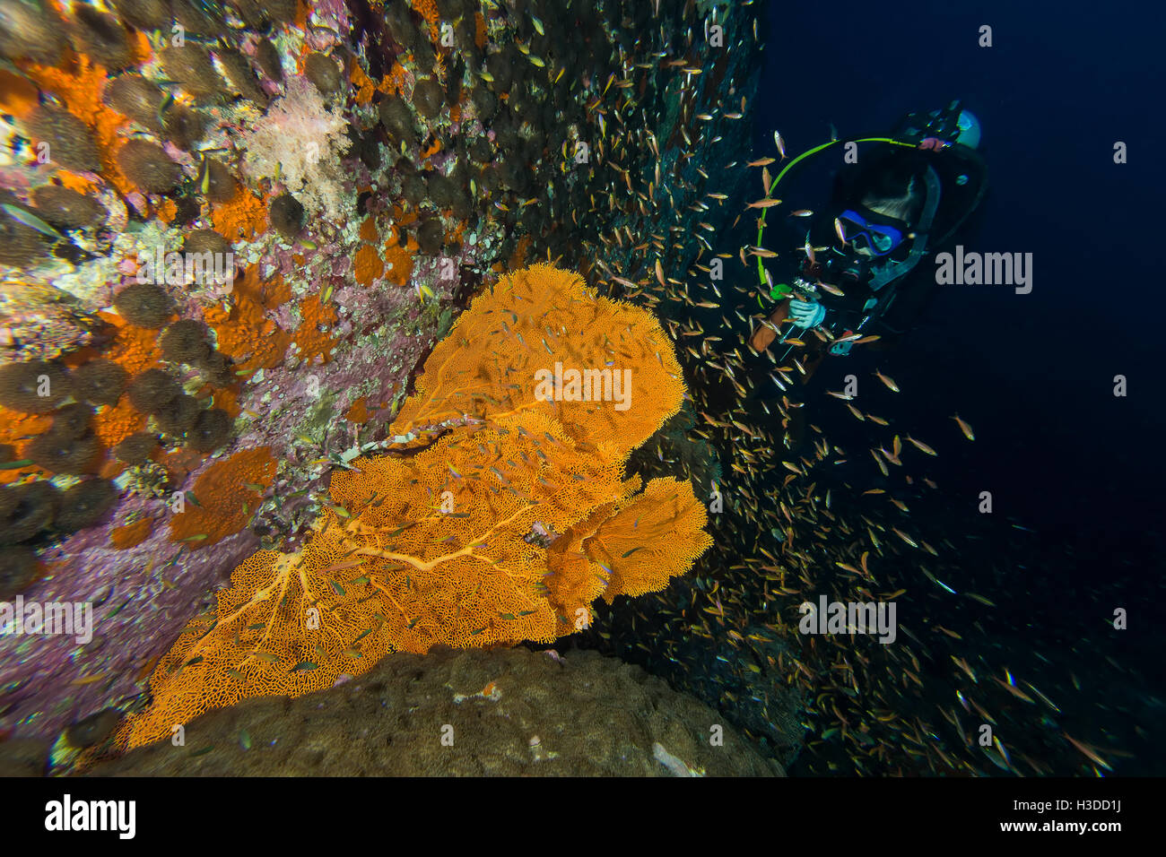 Scuba diver and colorful coral reef Stock Photo - Alamy