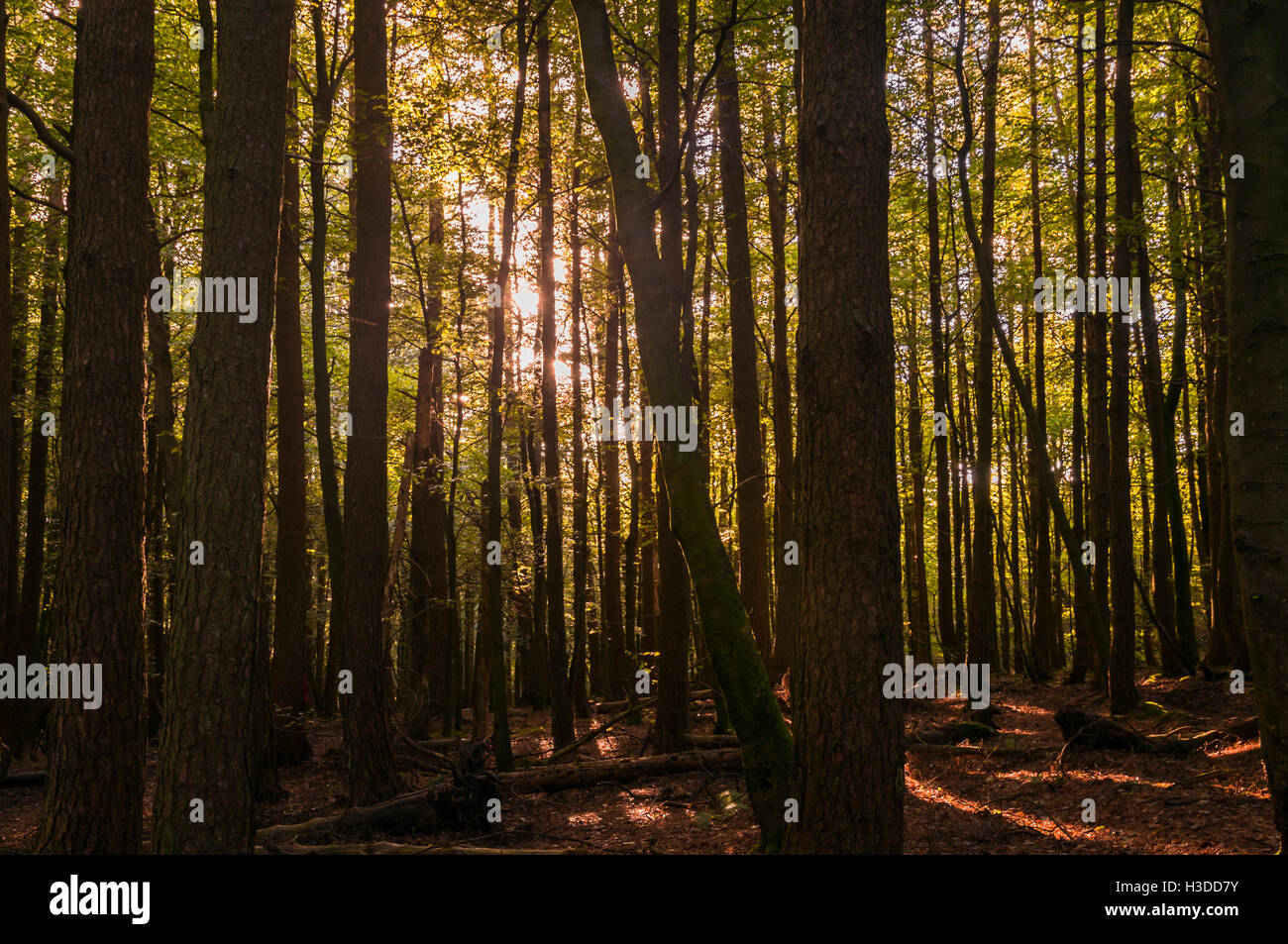 Dappled autumnal sunlight through trees hi-res stock photography and ...