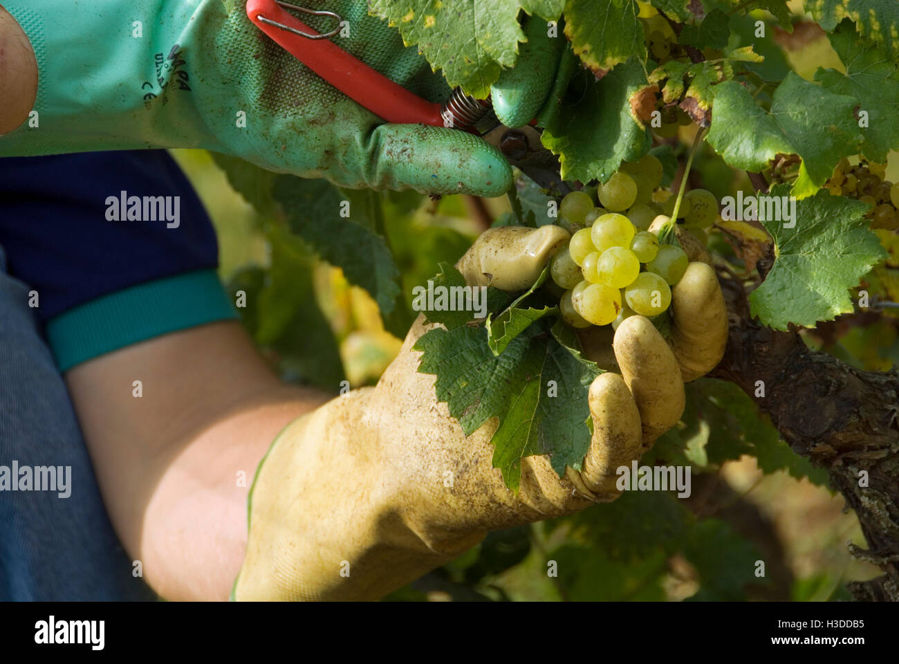 Harvest Romanee-Conti 'Le Montrachet' vineyard, grape harvester cutting bunch of ripe Grand Cru ...