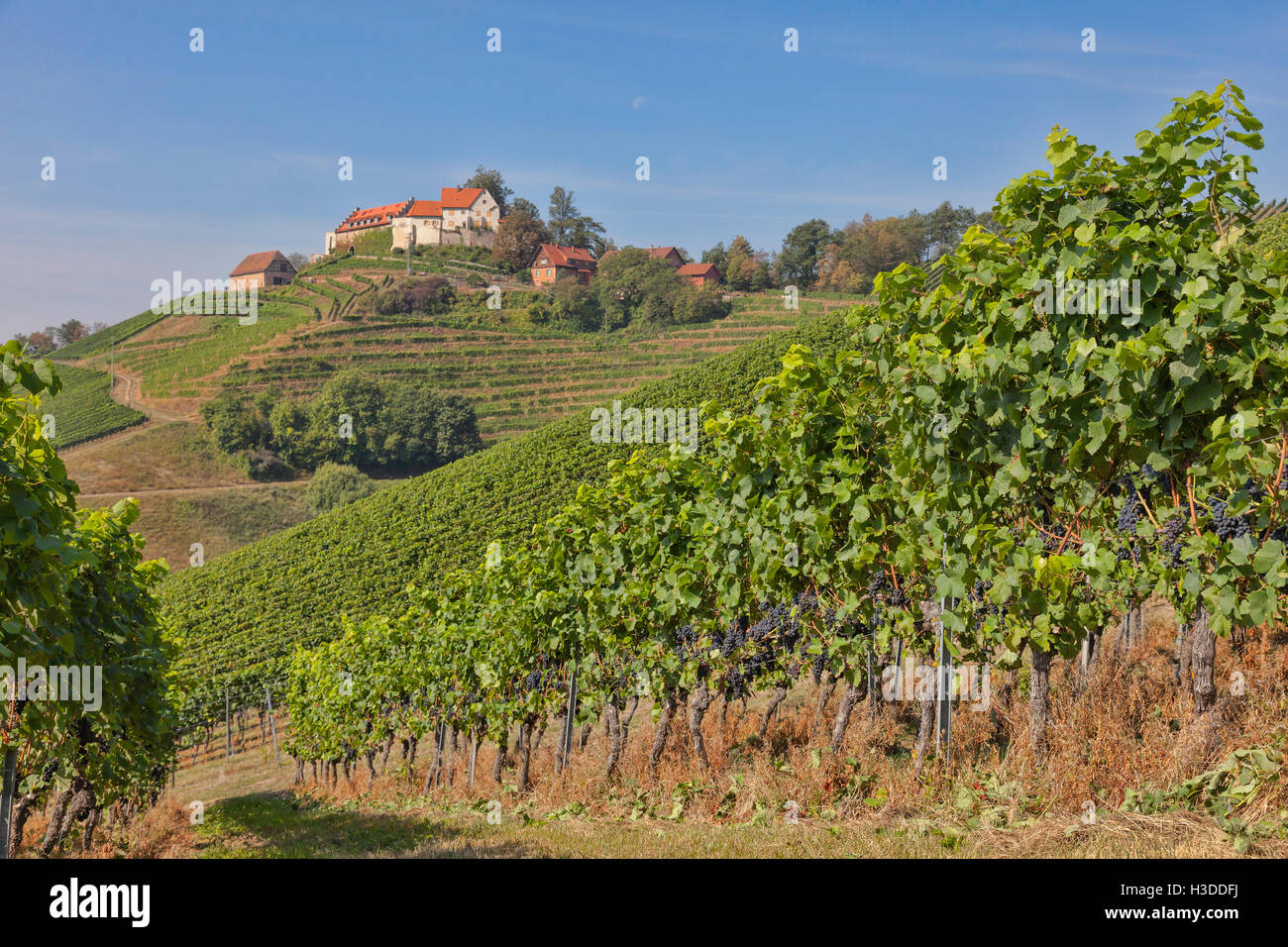 Vineyards,Apple orchards near Markgraf von Baden Schloss,Castle in ...